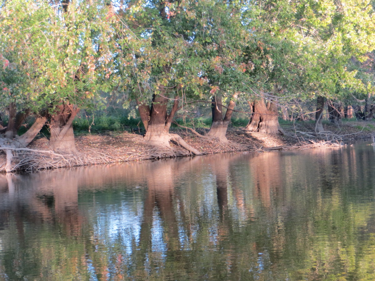 Rock River at Harnischfeger was lousy with heron - Quiet Paddling Wisconsin