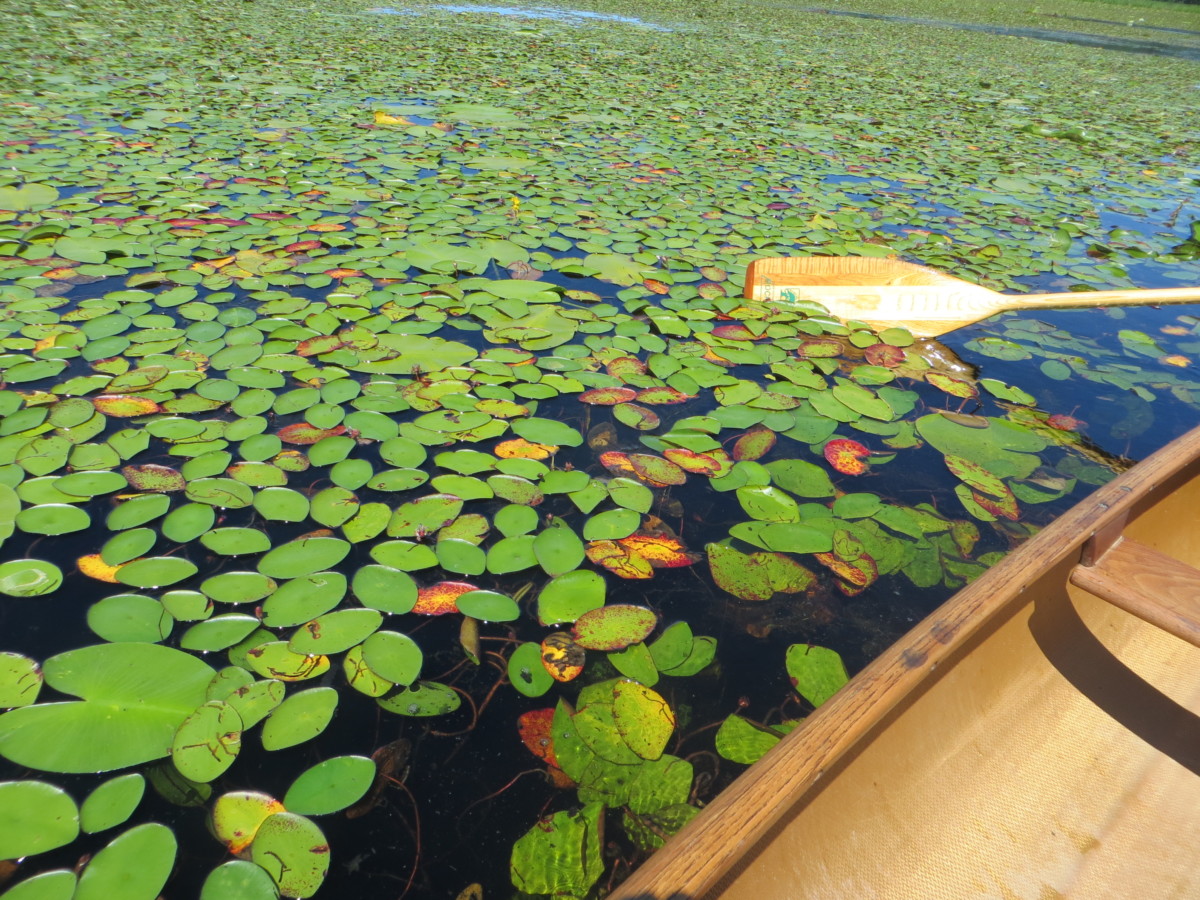 Red Cedar Lake 2018 (first time) - Quiet Paddling Wisconsin