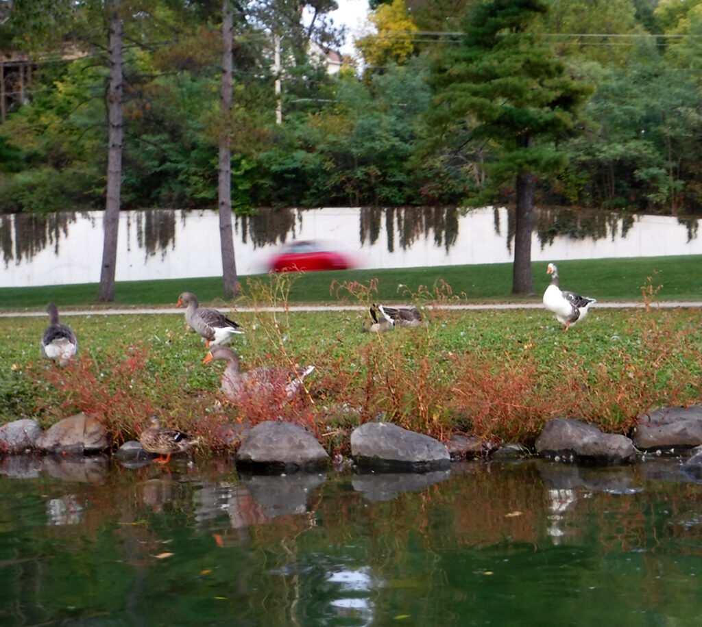 Bunches of Big Boats at Babcock Park - Quiet Paddling Wisconsin